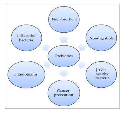 Prebiotics and probiotics & our gut health